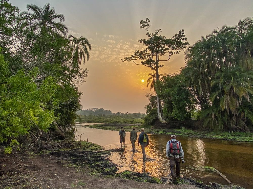 Lango Lodge | Immersive Rainforest Safari in Odzala-Kokoua