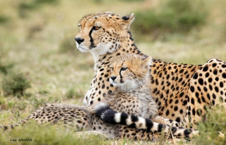 Cheetah and cub Lou Waldock | Gamewatchers Safaris