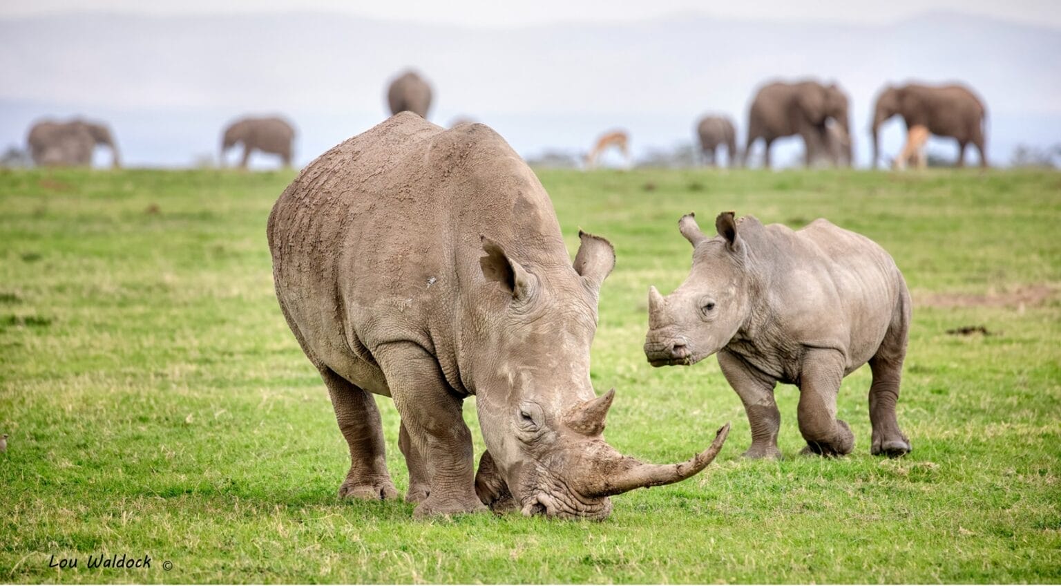 Rhino pair by Lou Waldock | Gamewatchers Safaris